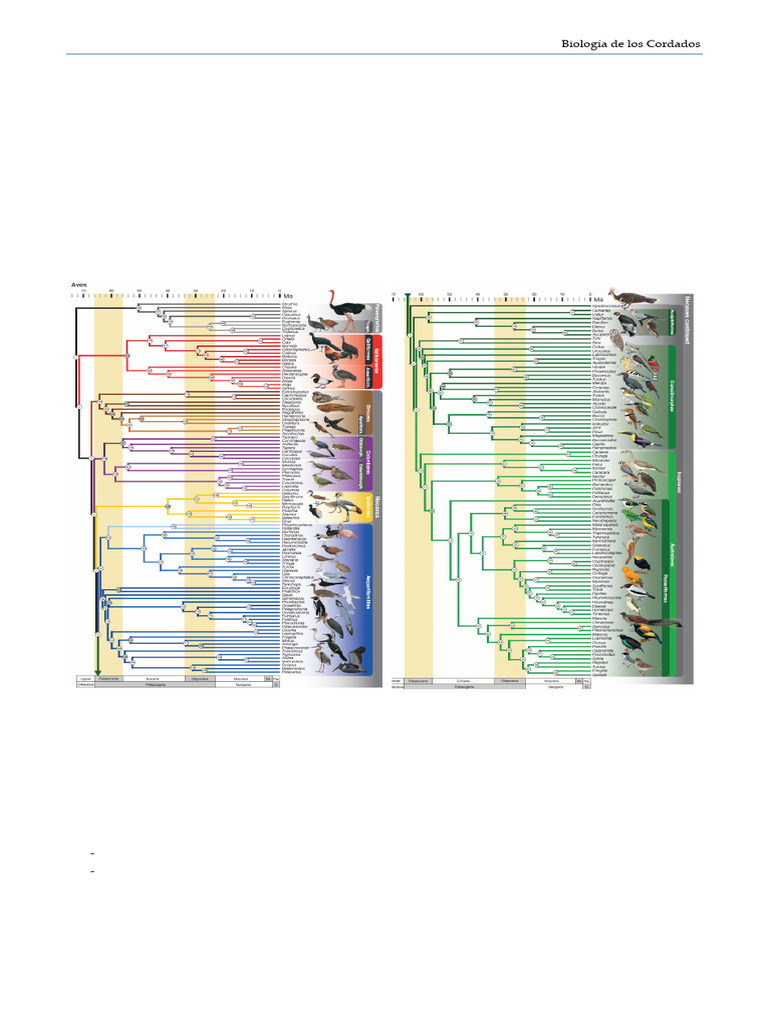 TP 9 Aves | PDF | Aves | Clade