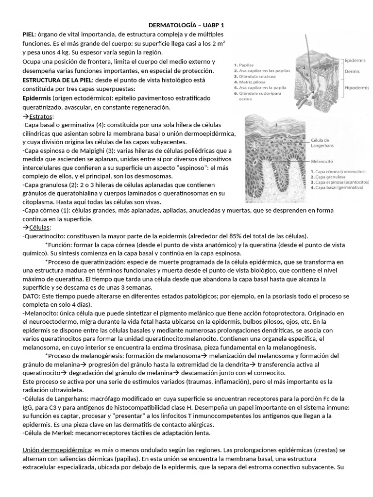 Estructura y Función de la Piel | PDF | Piel | Órgano (anatomía)