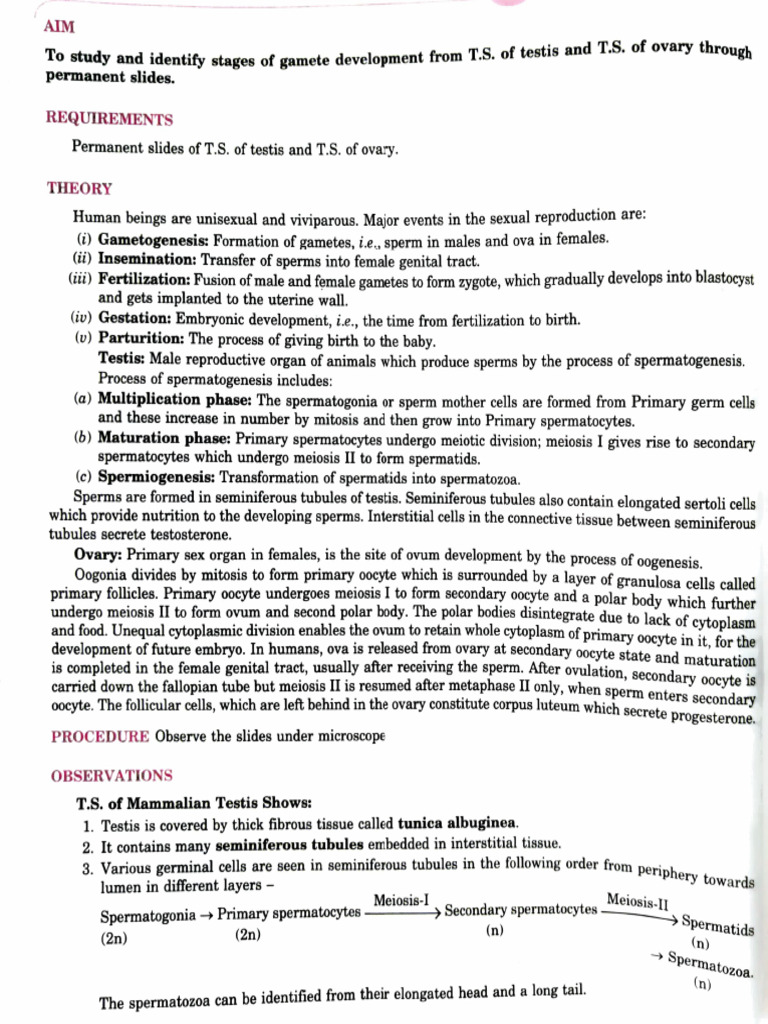 Practical 2 Identify Gametes Under Microscope | PDF | Meiosis | Testicle