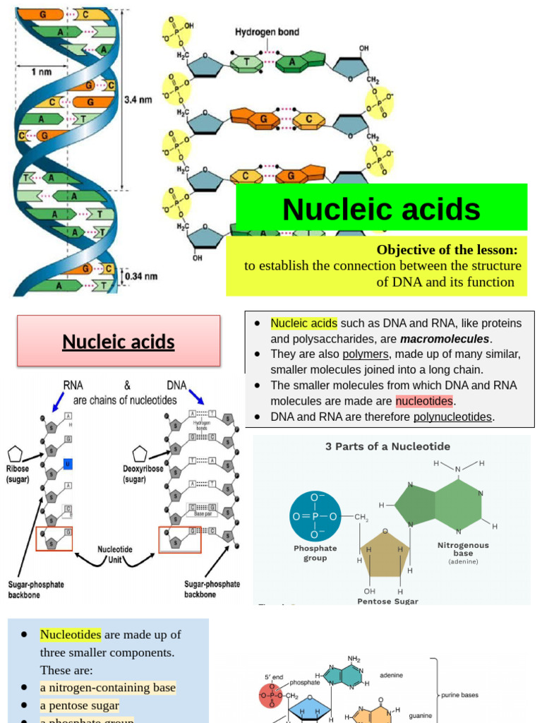 6 - Nucleic Acids (DNA) | PDF | Nucleic Acids | Dna