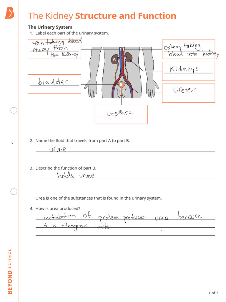 Edexcel Kidney Structure and Function Worksheet HA | PDF