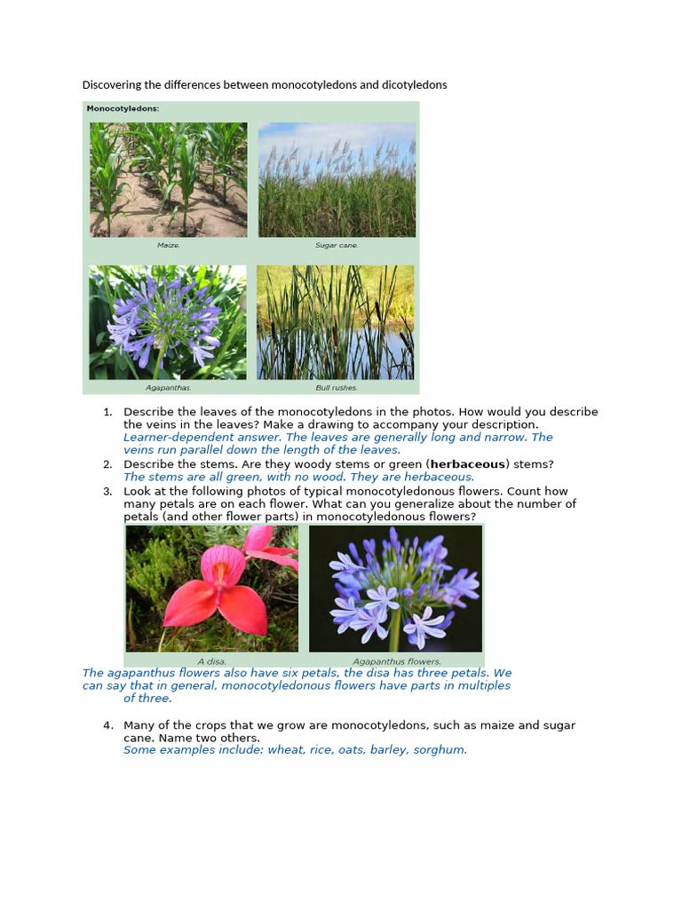Monocots vs. Dicots: Key Differences Explained | PDF | Leaf | Flowers
