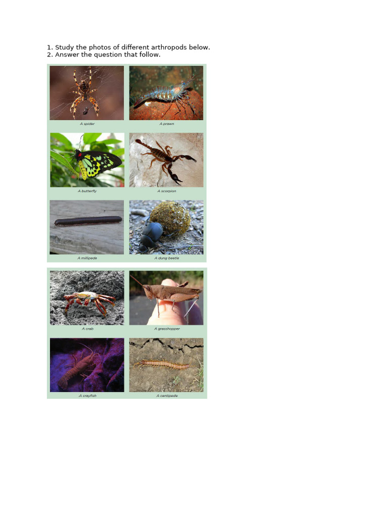 Grade 7 Bio - Biodiversity - Worksheet 3 Ans | PDF | Mollusca | Molluscs