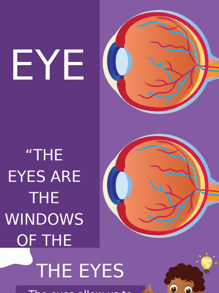 Explain The Function of The Eye. Enumerate The Parts of The Eye ...