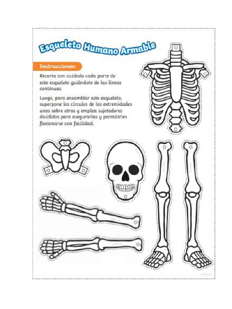 Esqueleto | PDF