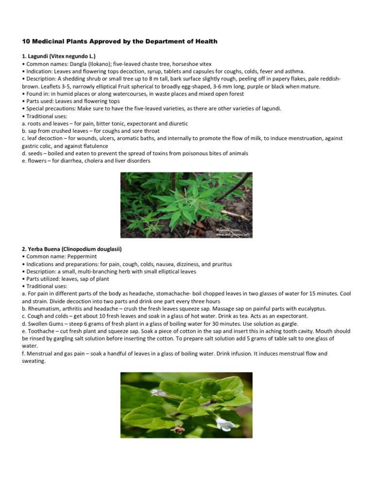 Medicinal Plants | PDF | Plants | Horticulture And Gardening