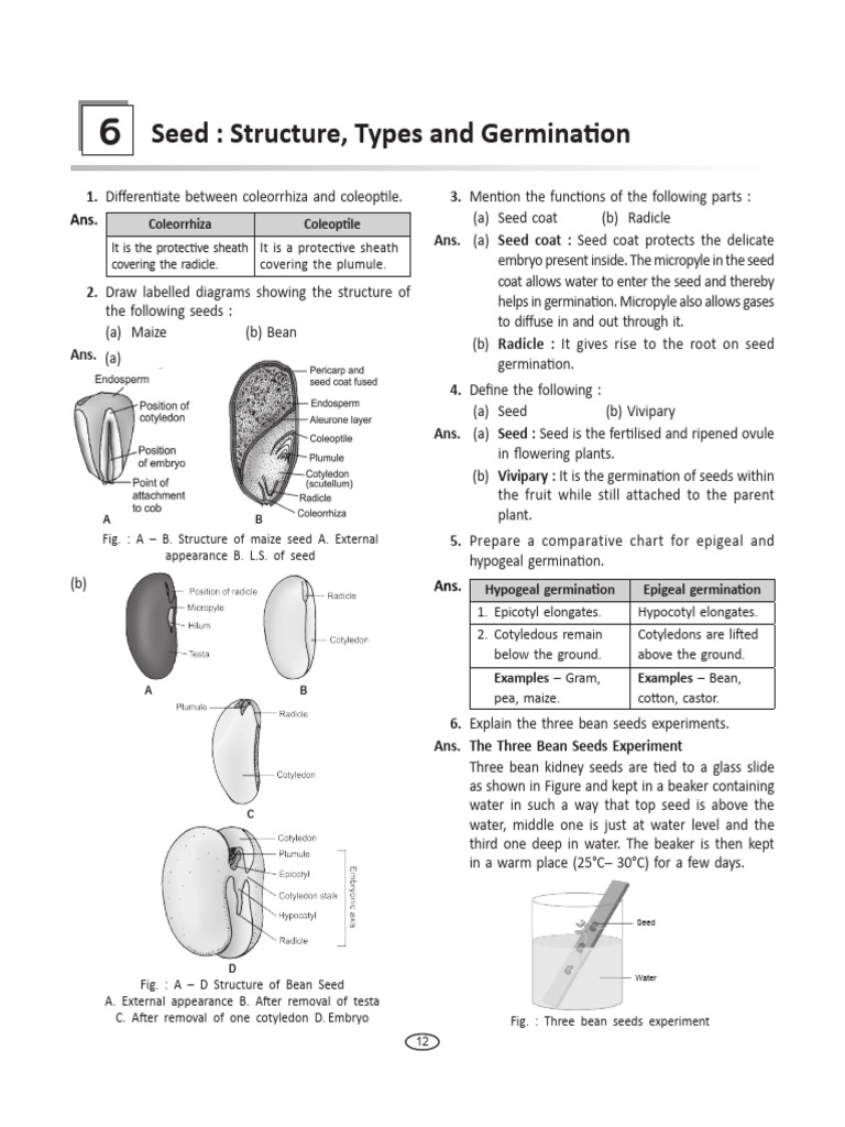 XP 46 N YIq ZW E2 R7 RN LEVi Xap 6 XD VZV VXH | PDF | Seed | Germination