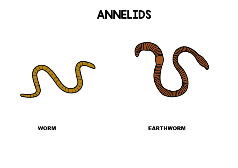 Annelids Poster | PDF