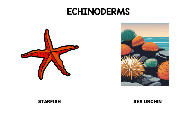 Echinoderms Poster | PDF