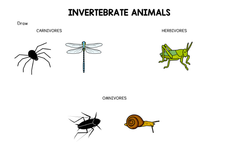 Draw Carnivores Herbivores Omnivores | PDF