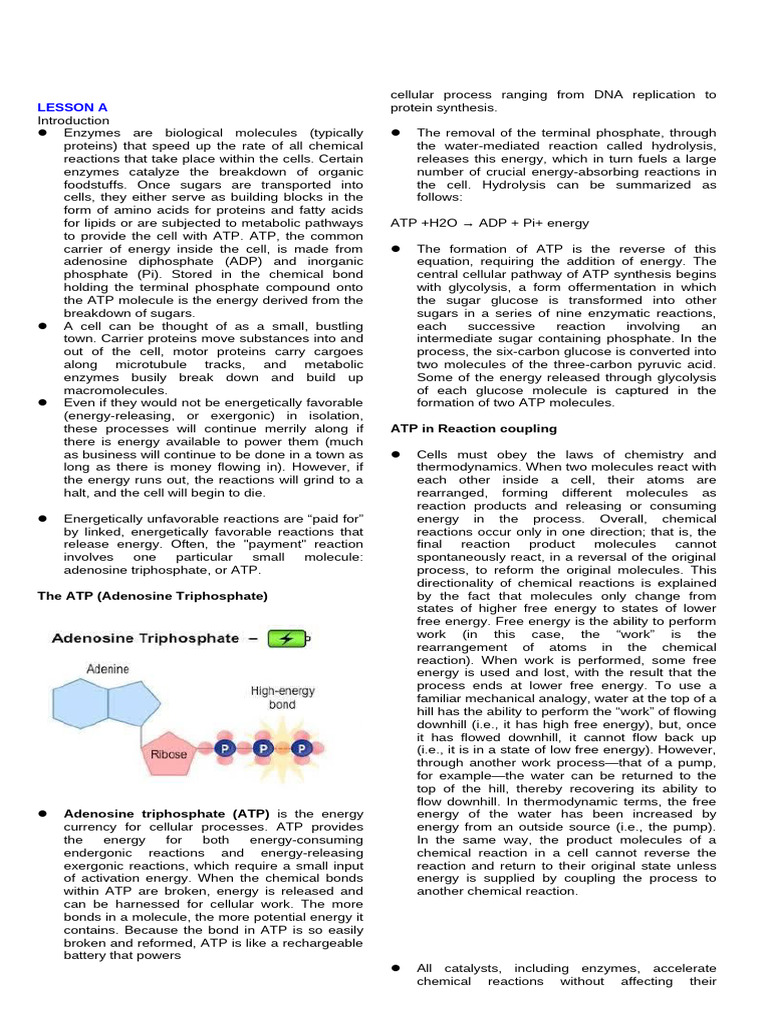 General Bio 1 Quarter 2 Reviewer | PDF | Cellular Respiration ...