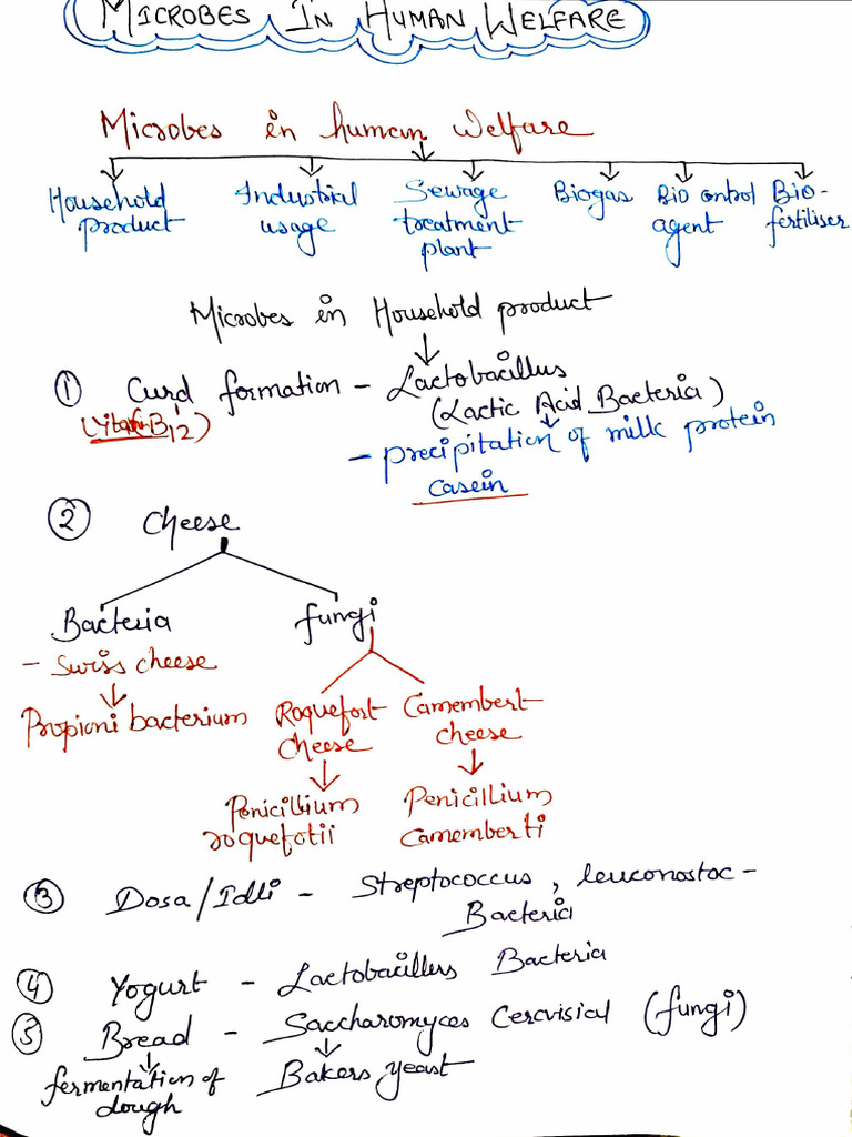 Microbes in Human Welfare, Short Notes | PDF