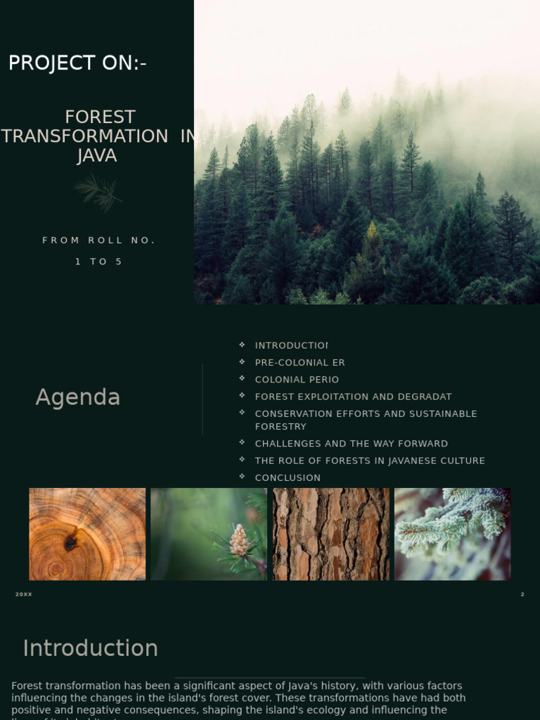 project of sst | PDF | Logging | Deforestation