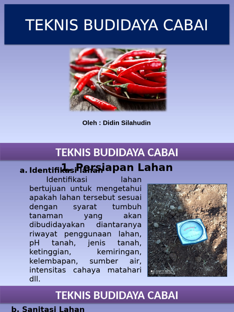 Teknik Budidaya Cabai | PDF