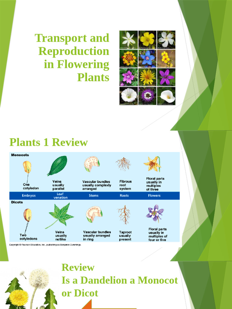 Plants 2 | PDF | Leaf | Plants