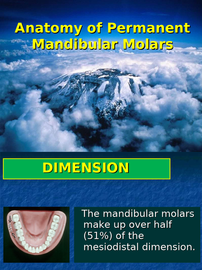 Mand. Molar Class Final | PDF | Dental Anatomy | Dentistry