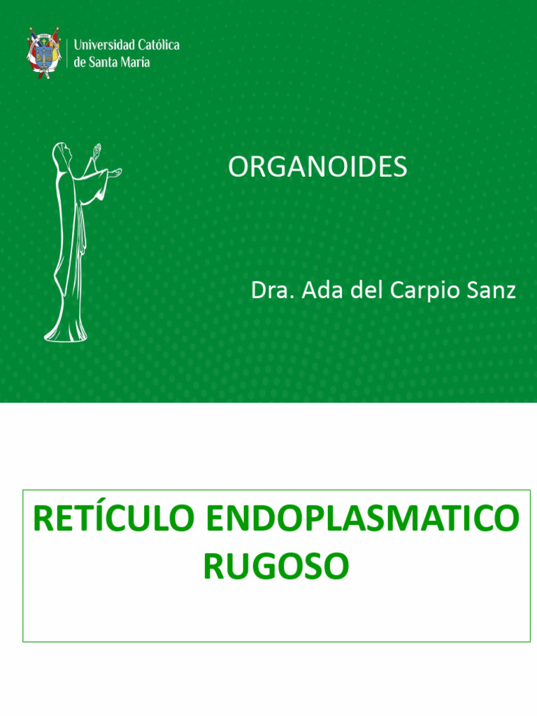 Rer Proteosomas y Rel - Ucsm | PDF | Retículo endoplásmico | Biología Celular