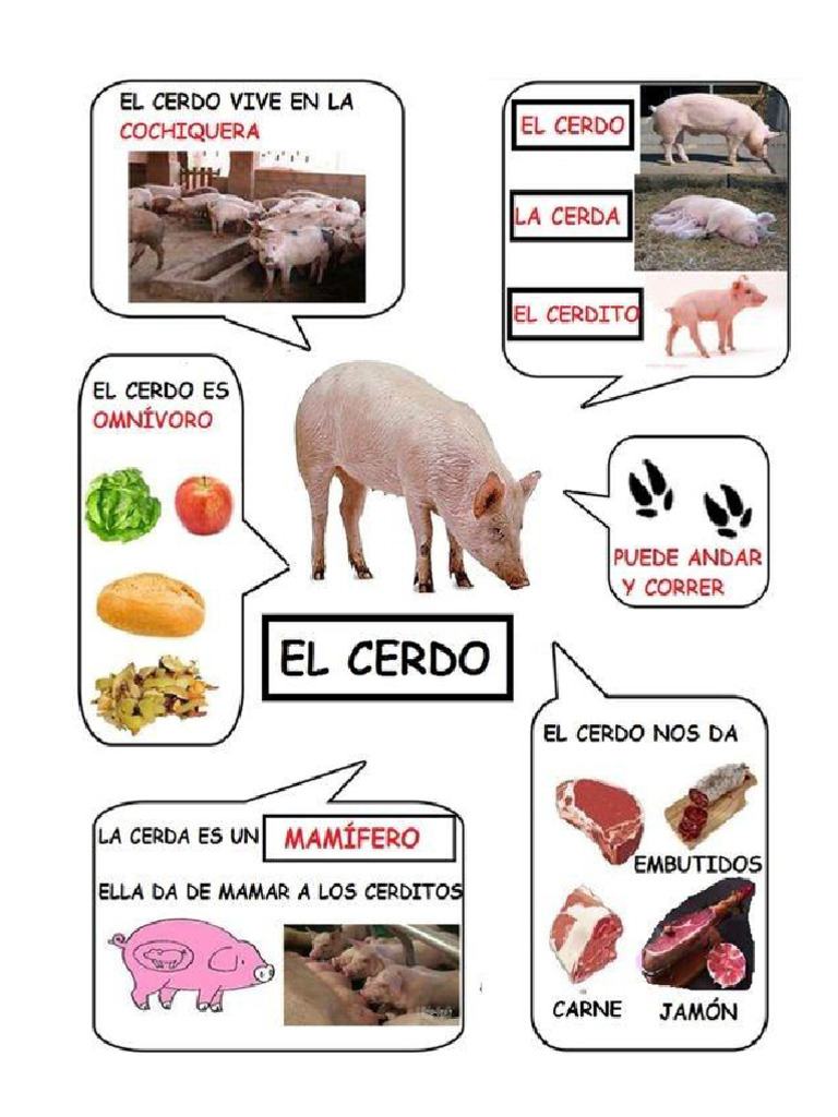 Cerdo 2 | PDF