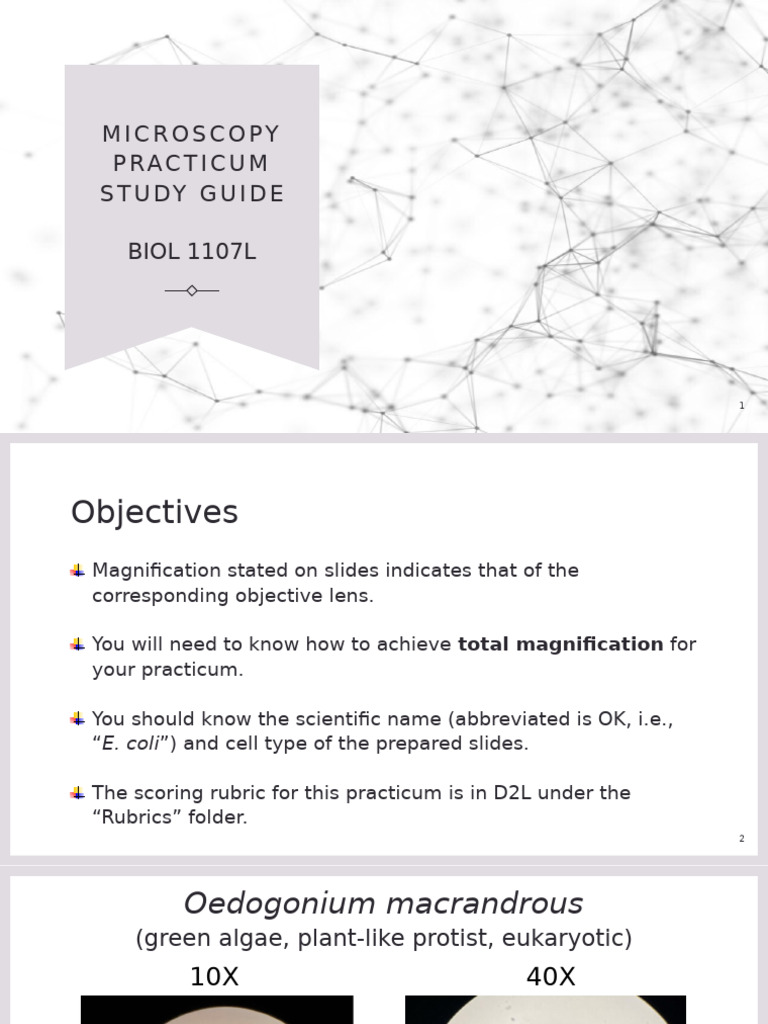 Microscopy Practicum Study Guide 2 | PDF | Eukaryotes | Cell (Biology)