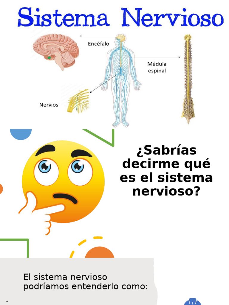 Fopp Tema 1 | PDF | Cerebro | Neurona
