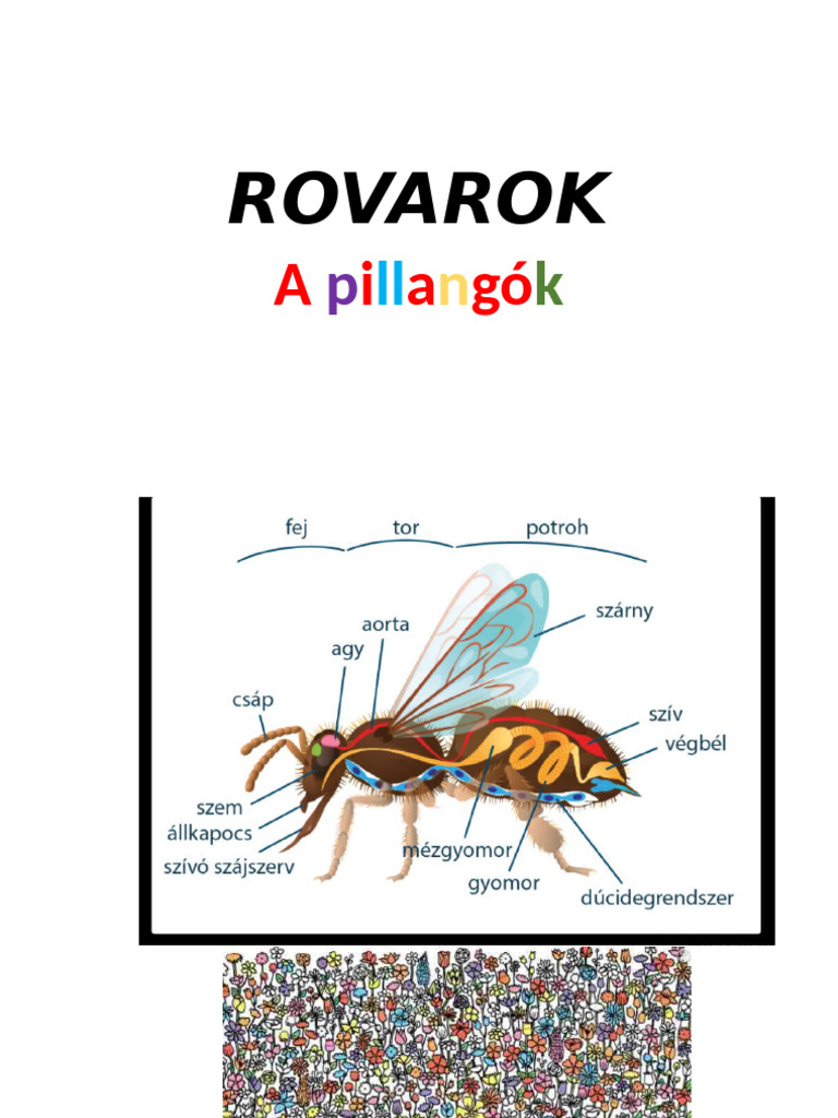 ROVAROK, Lepkék | PDF