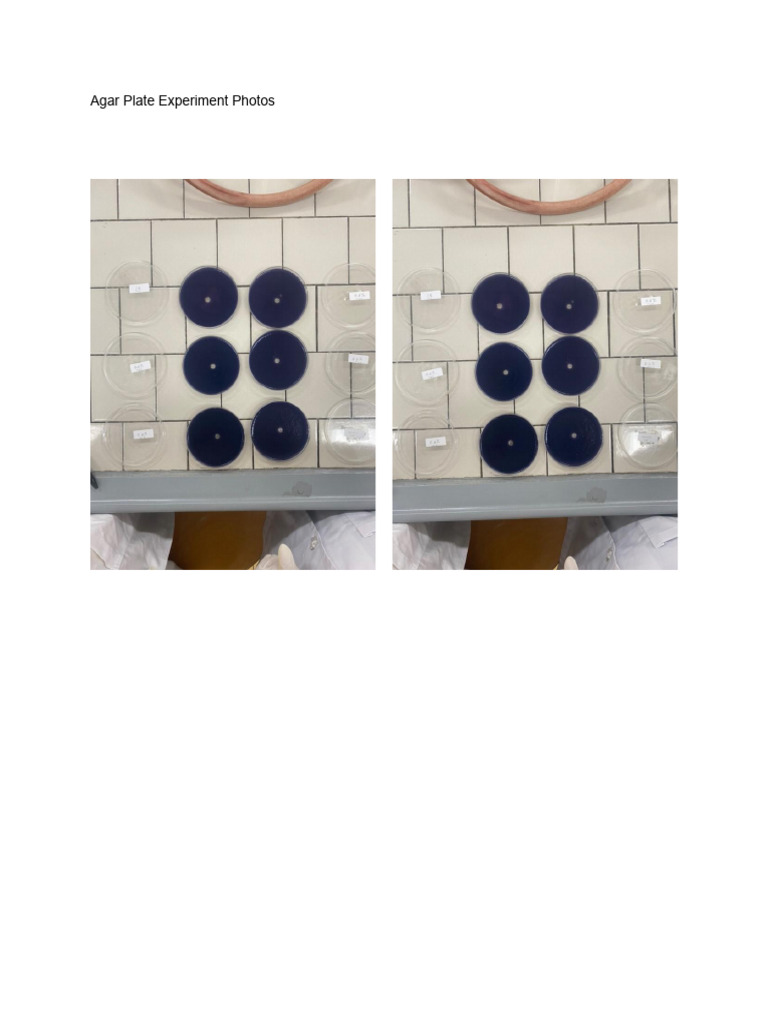 Agar Plate Experiment Pictures | PDF