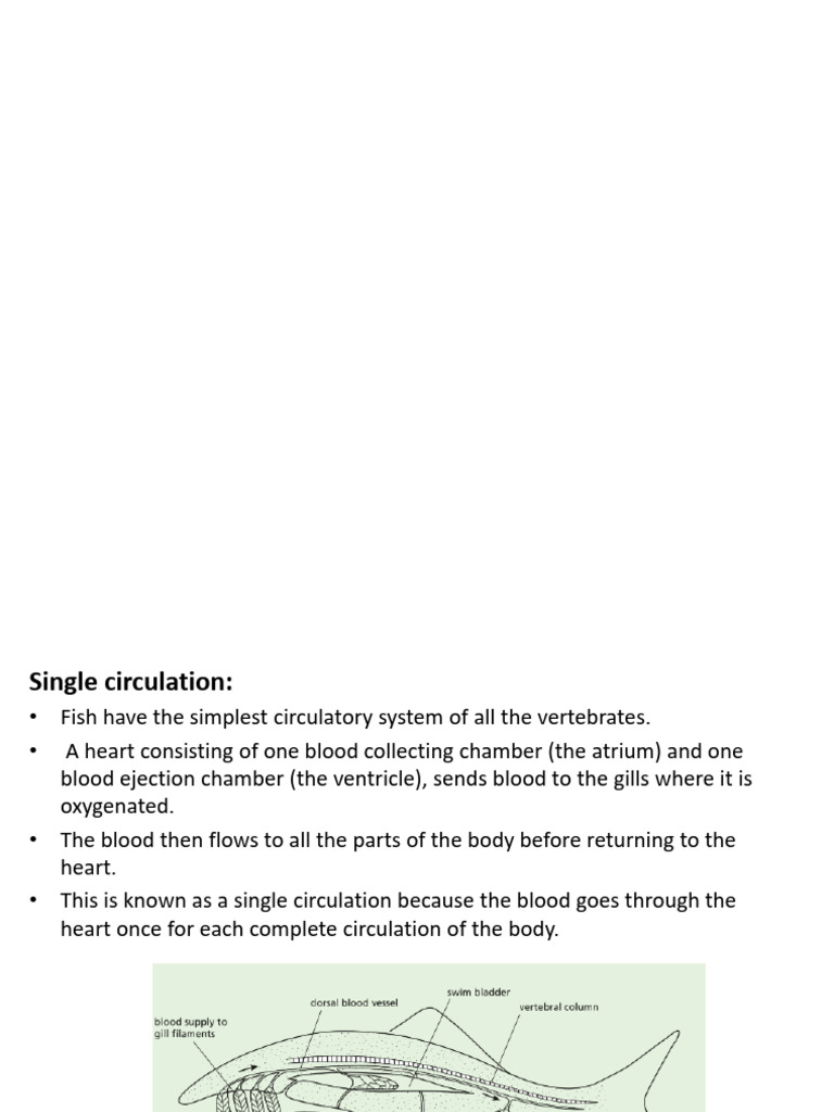 Animal Circulatory Systems Explained | PDF | Heart Valve | Heart