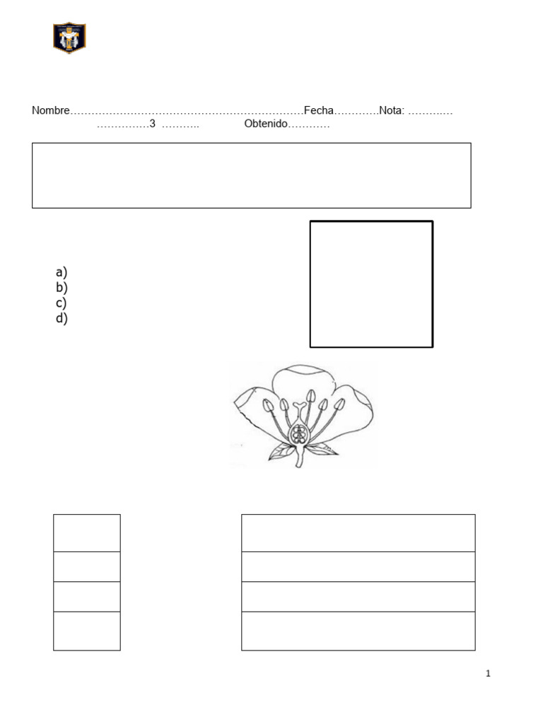 PRUEBA DE CIENCIAS 3 BASICO LAS PLANTAS Don Bosco Corregida PDF | PDF | Plantas | Flores