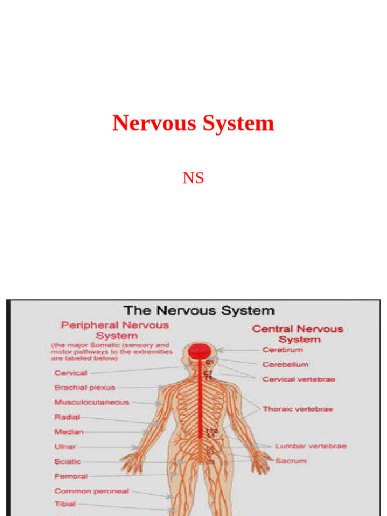 Introduction To Nervous Sysytem in Optometry | PDF | Nervous System ...