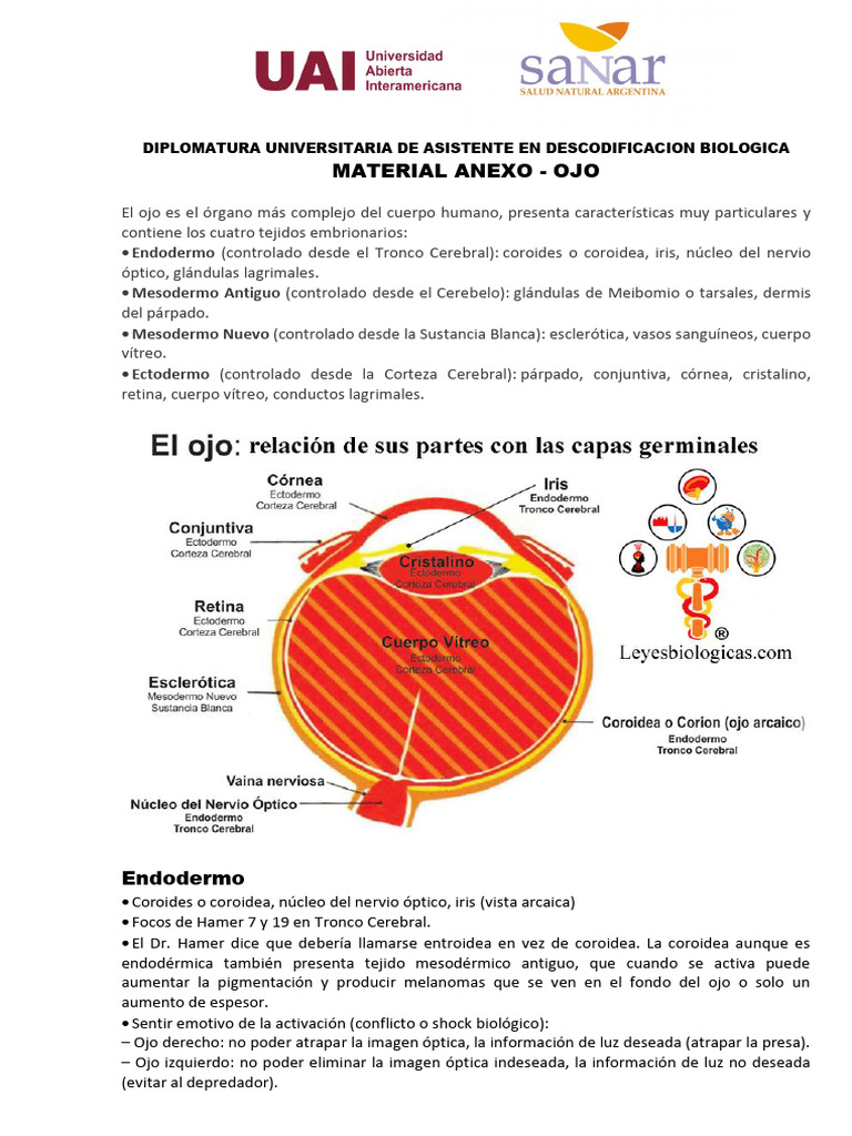 Anexo Ojo | PDF | Ojo humano | Percepción visual