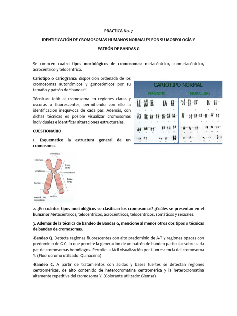 Guía Examen 2 Lab | PDF | Cromosoma | Genética