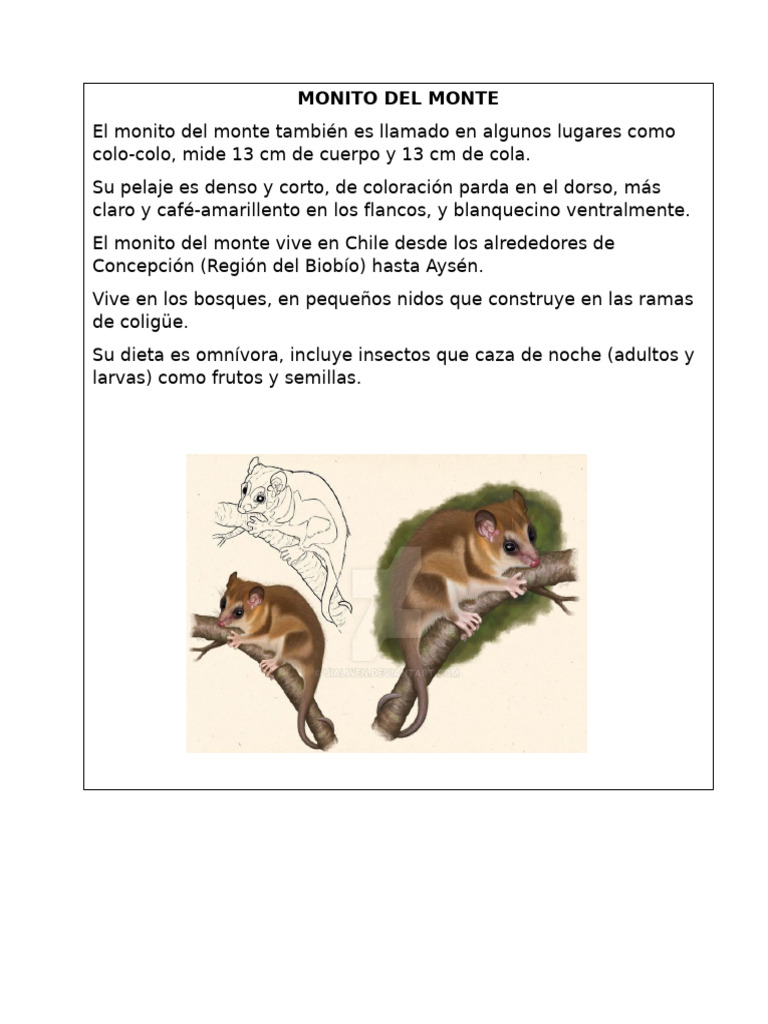 Monito del Monte: Hábitat y Dieta | PDF