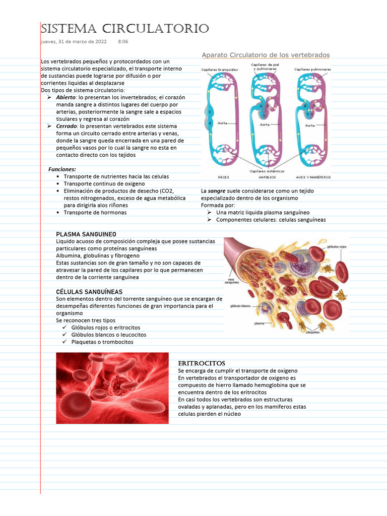 Sistema Circulatorio Pdf