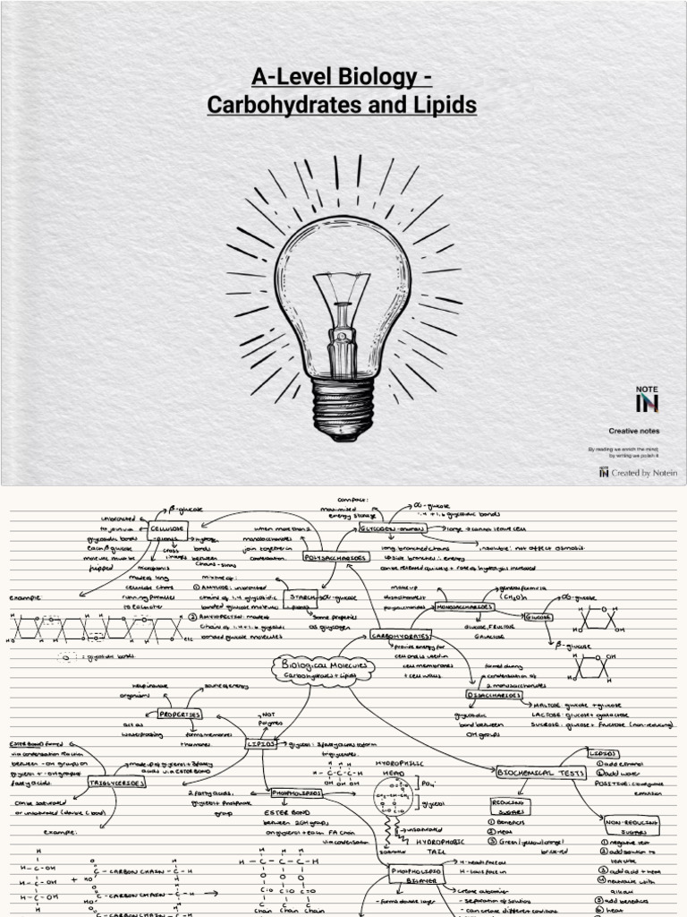 Biology - Carbohydrates and Lipids | PDF