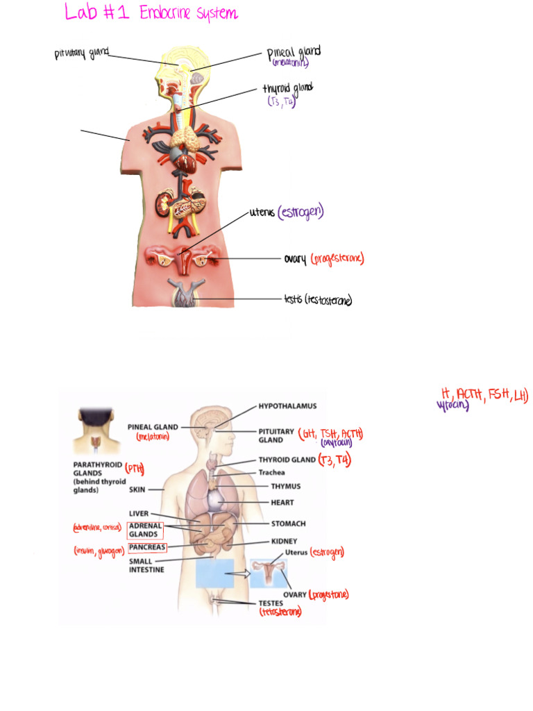 Endocrine and Cardiovascular Lab Guide | PDF
