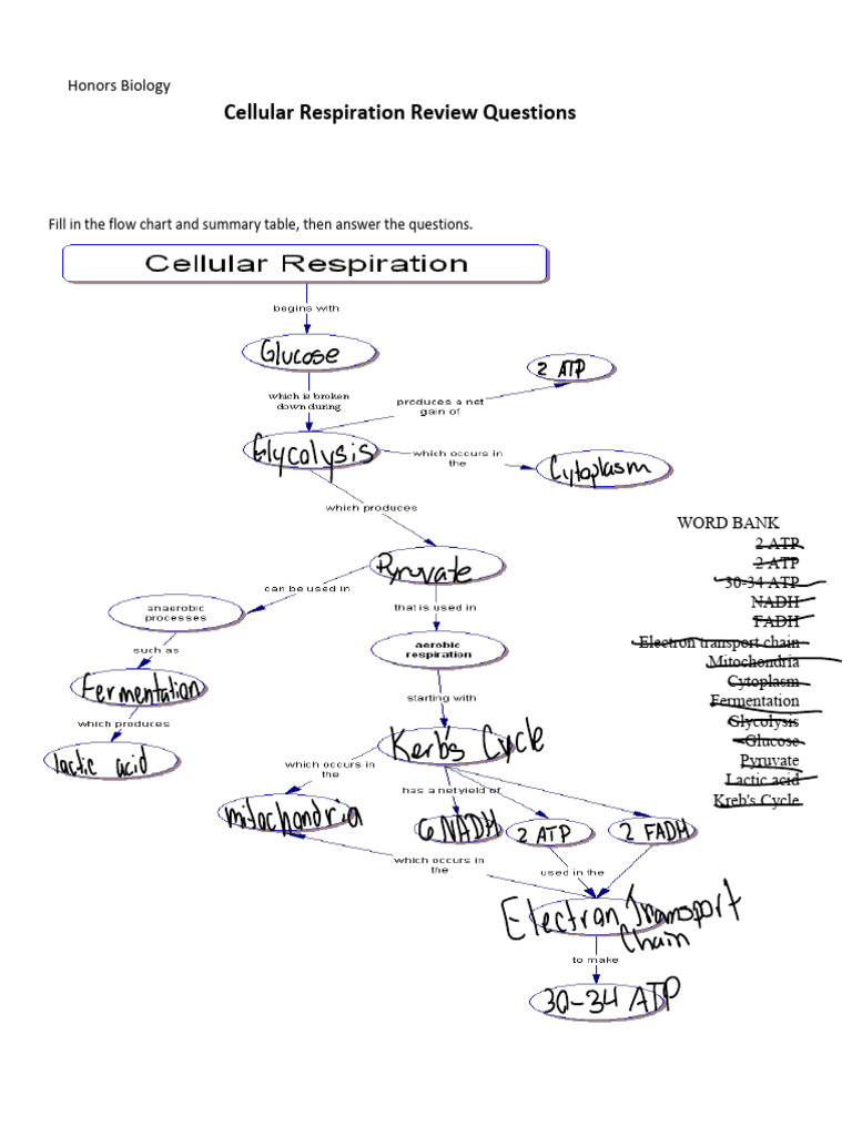 Cellular Respiration Review Questions | PDF | Cellular Respiration ...