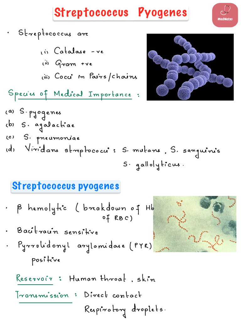 Streptococcus Pyogenes Overview and Treatment | PDF | Streptococcus ...