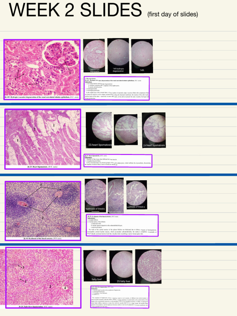Micro Specimens 1-7 Concluding 1 | PDF