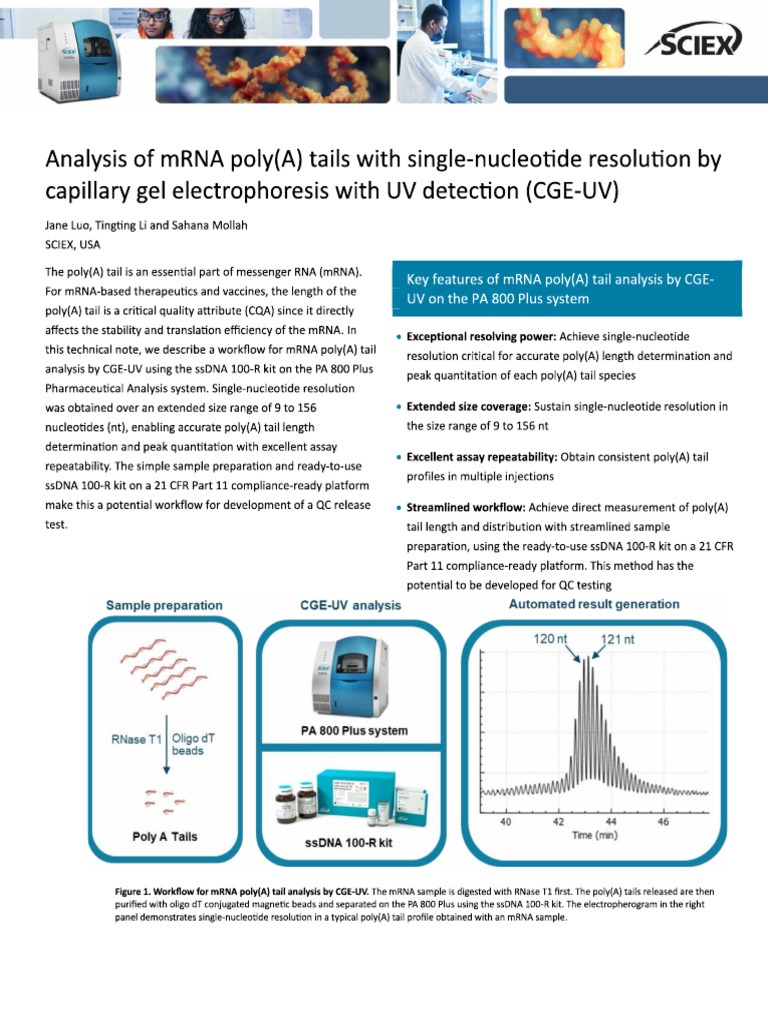 mRNA Poly A Tail Analysis Via CE UV 1712629203 | PDF