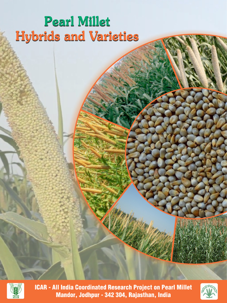 Pearl Millet Hybrids and Varieties Guide | PDF | Agriculture | Crops
