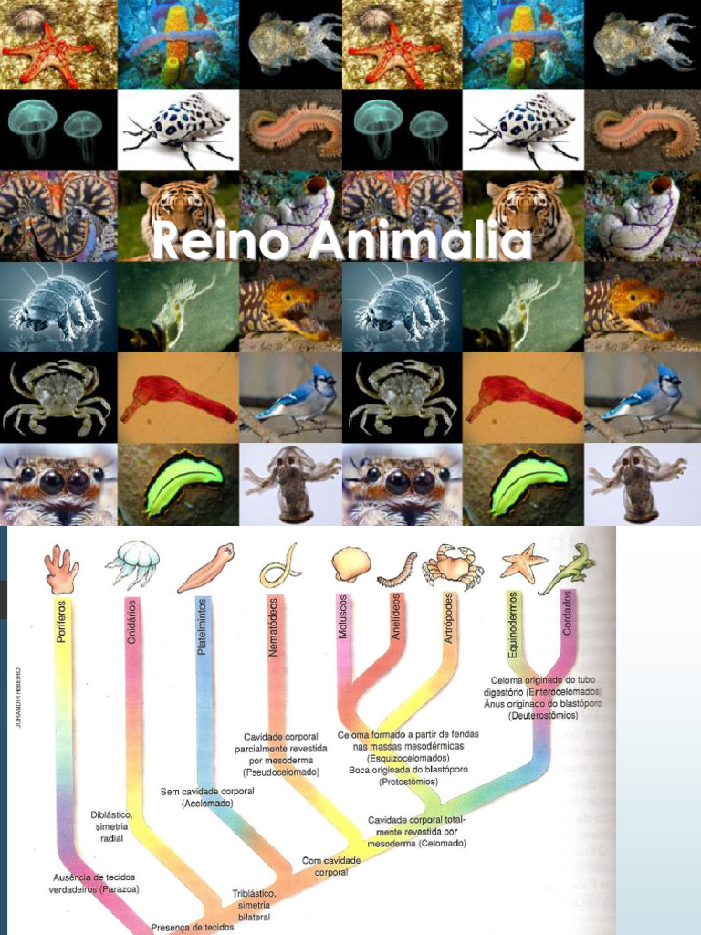 Características e Classificação do Reino Animalia | PDF