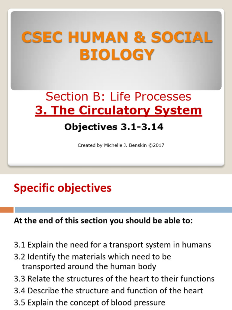 Circulatory System Pdf Atrium Heart Heart