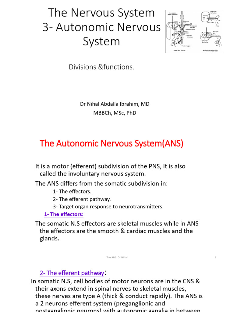 Understanding the Autonomic Nervous System | PDF | Autonomic Nervous ...