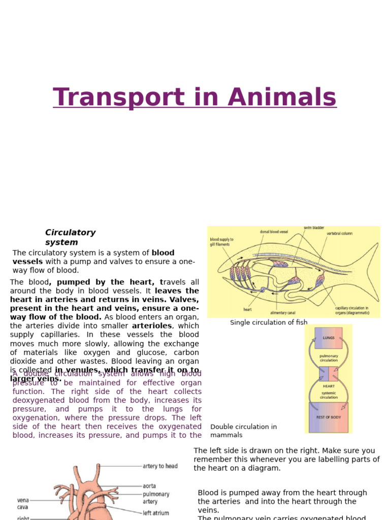Transport in Animals | PDF | Heart | Vein