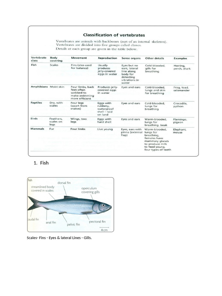 Chapter 1-Classification of Vertebrates | PDF