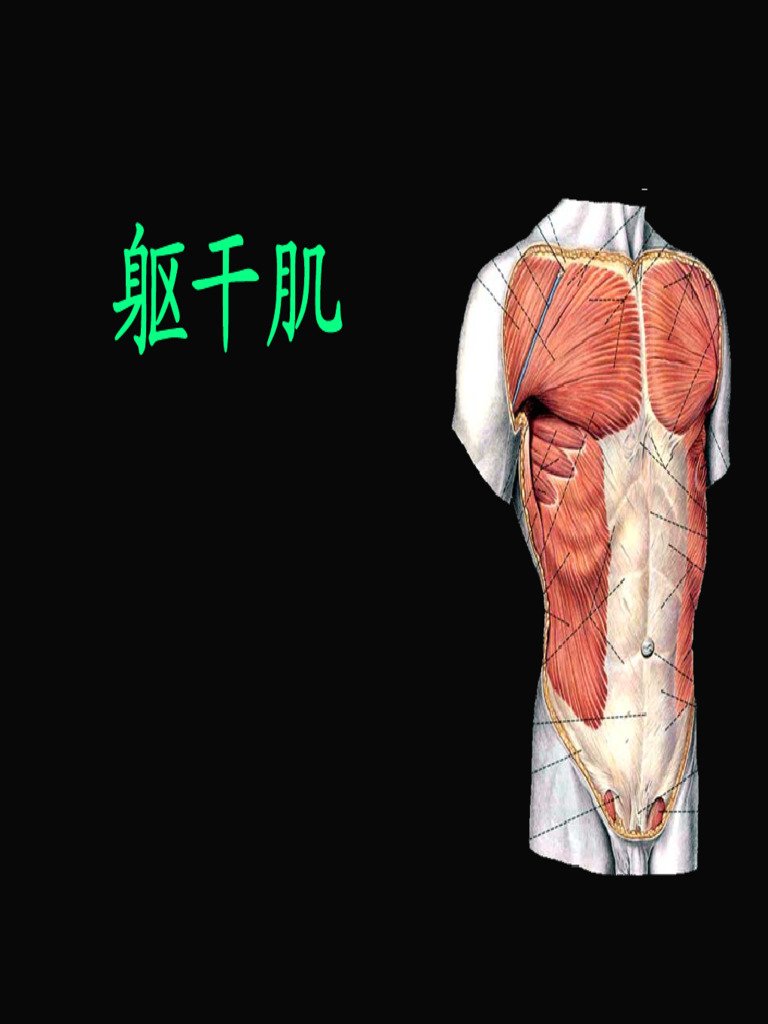 Trunk and Back Muscle Anatomy | PDF | Abdomen | Human Anatomy