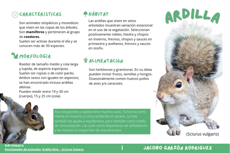 Ardilla | PDF