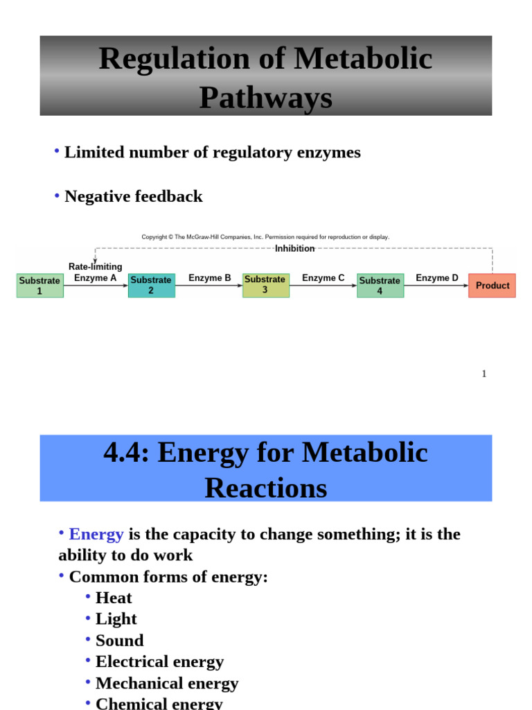 Chapt04 Part 2 Holes Lecture Animation JWT | PDF | Cellular Respiration ...