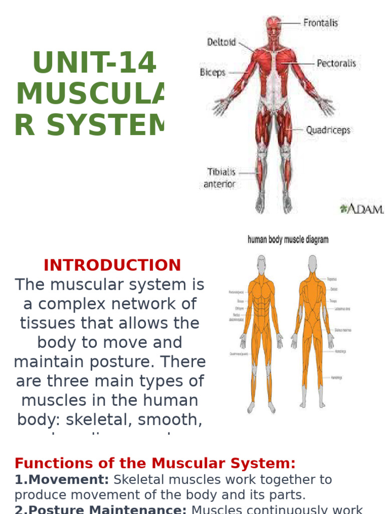 Overview of the Muscular System Functions | PDF | Human Leg | Shoulder