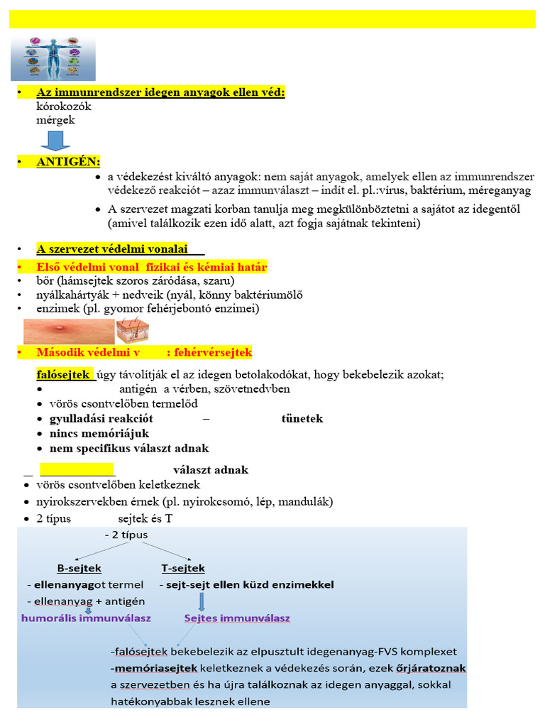 Biológia Immunrendszer 2024.11.14 | PDF